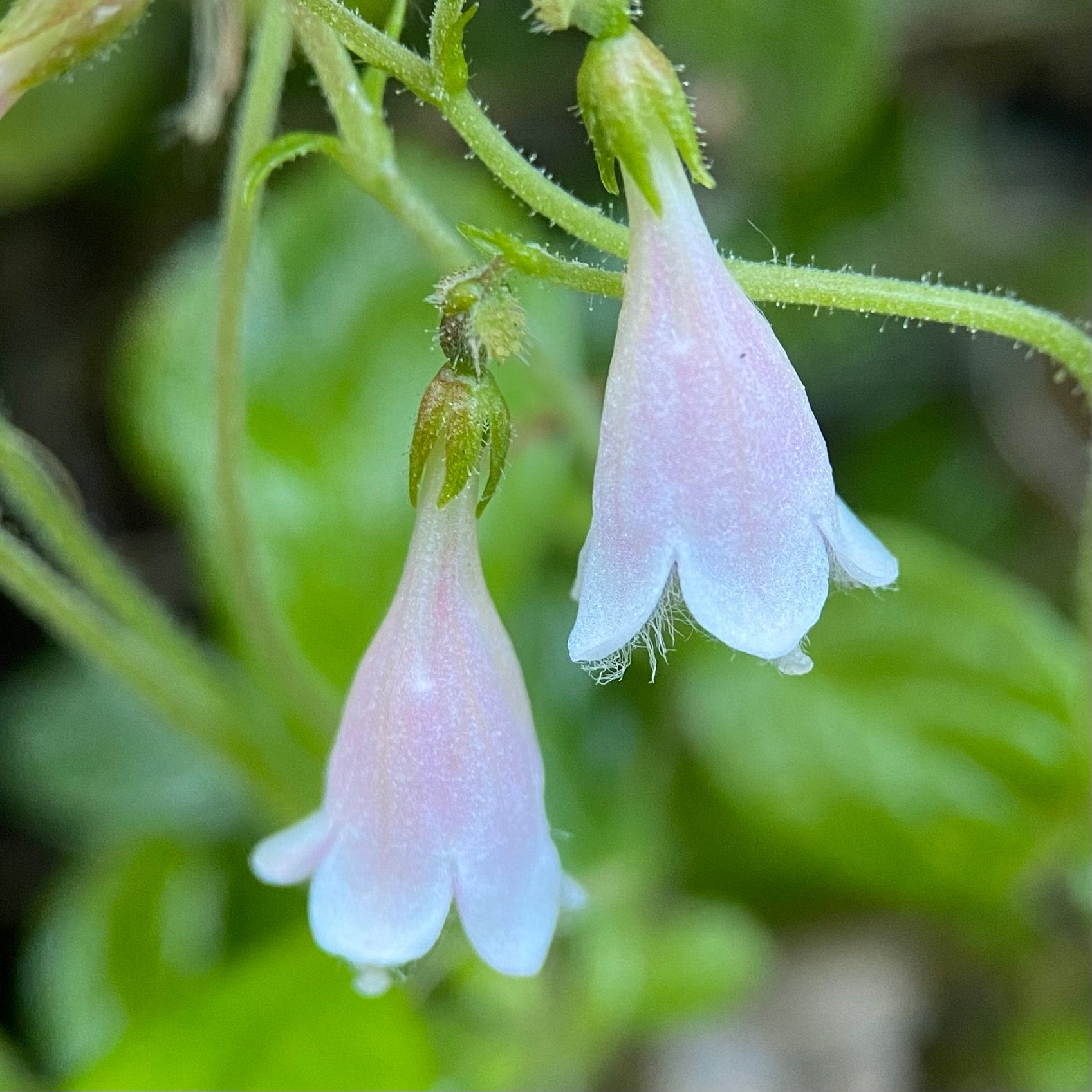 Twinflower (Linnaea borealis) | Biodiversity Nursery