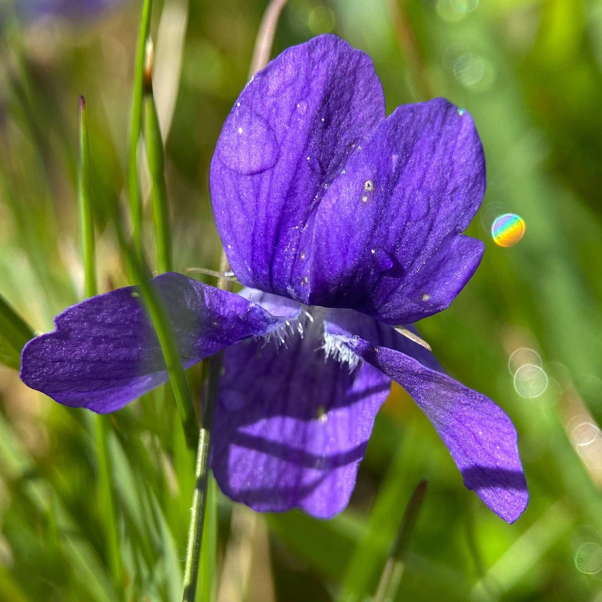 Early Blue Violet (Viola adunca) | Biodiversity Nursery