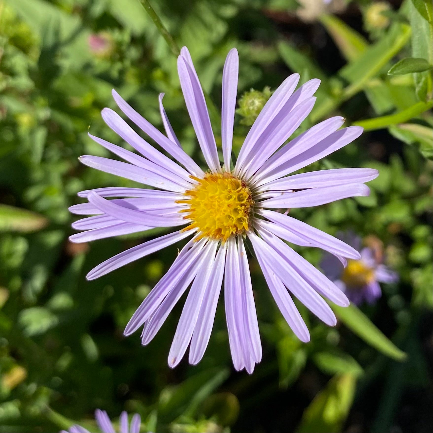 Douglas Aster (Symphyotrichum subspicatum) | Biodiversity Nursery
