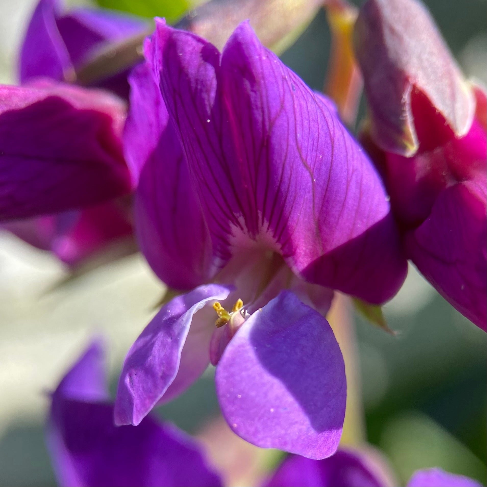 Beach Pea (Lathyrus japonicus) | Biodiversity Nursery