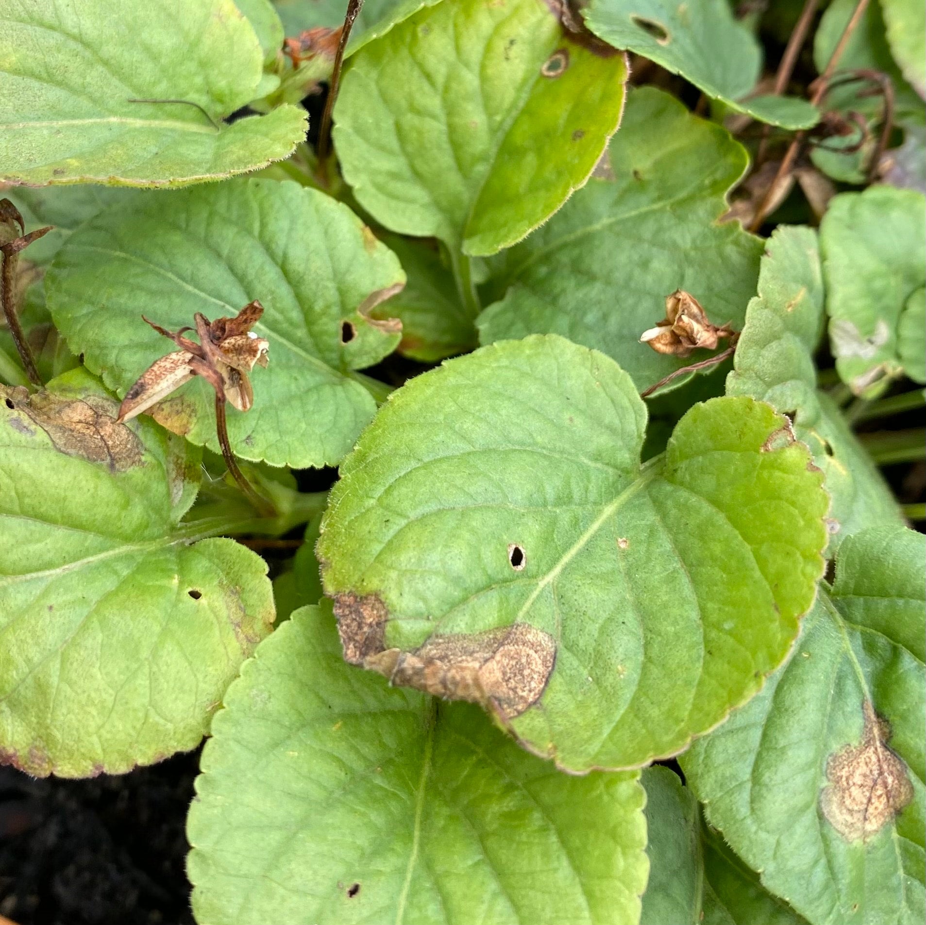 Early Blue Violet (Viola adunca) | Biodiversity Nursery