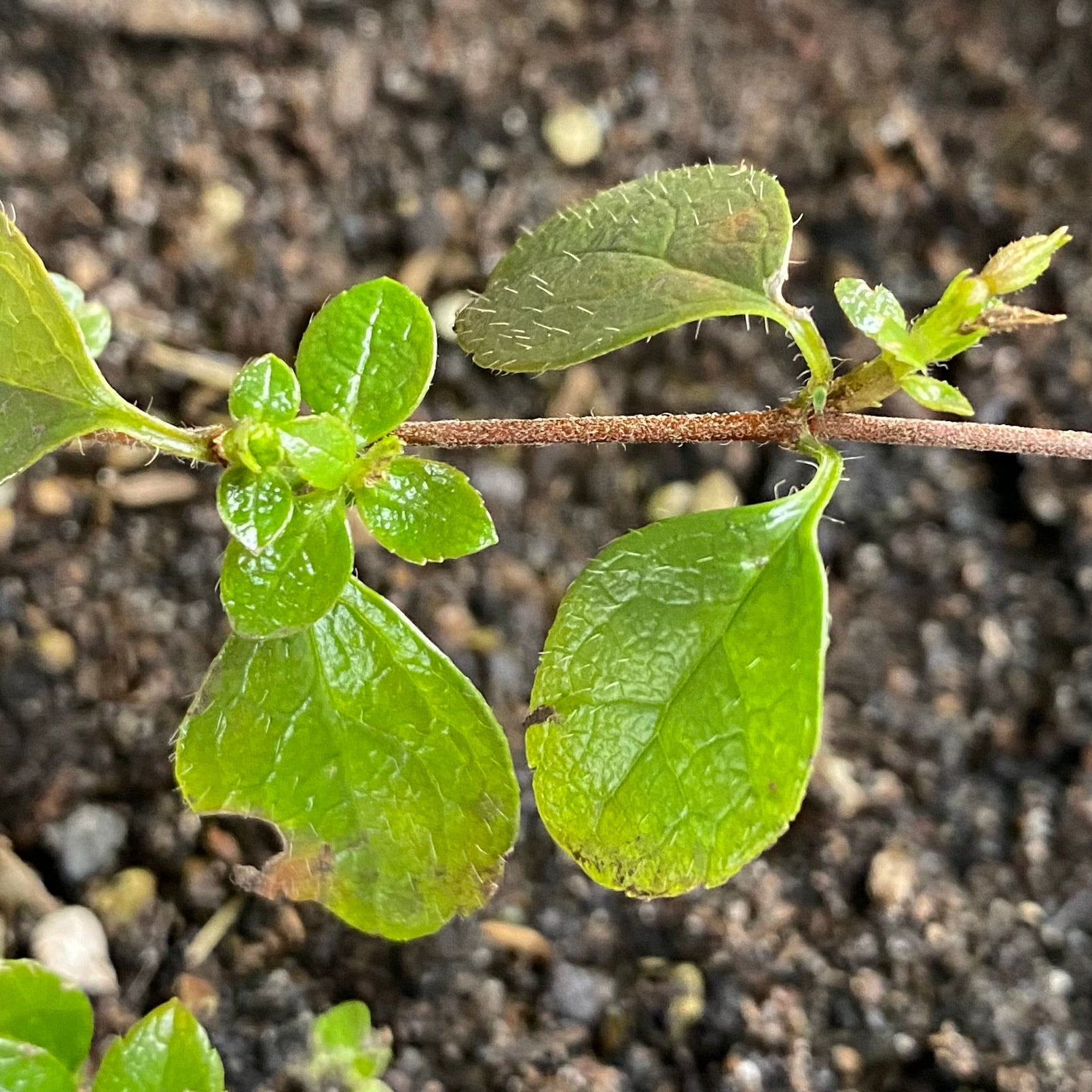 Twinflower (Linnaea borealis) | Biodiversity Nursery