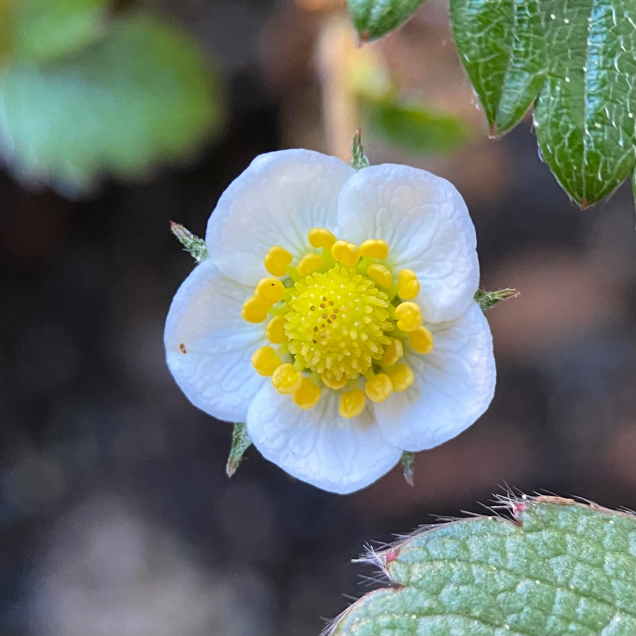 Beach Strawberry (Fragaria chiloensis) | Biodiversity Nursery