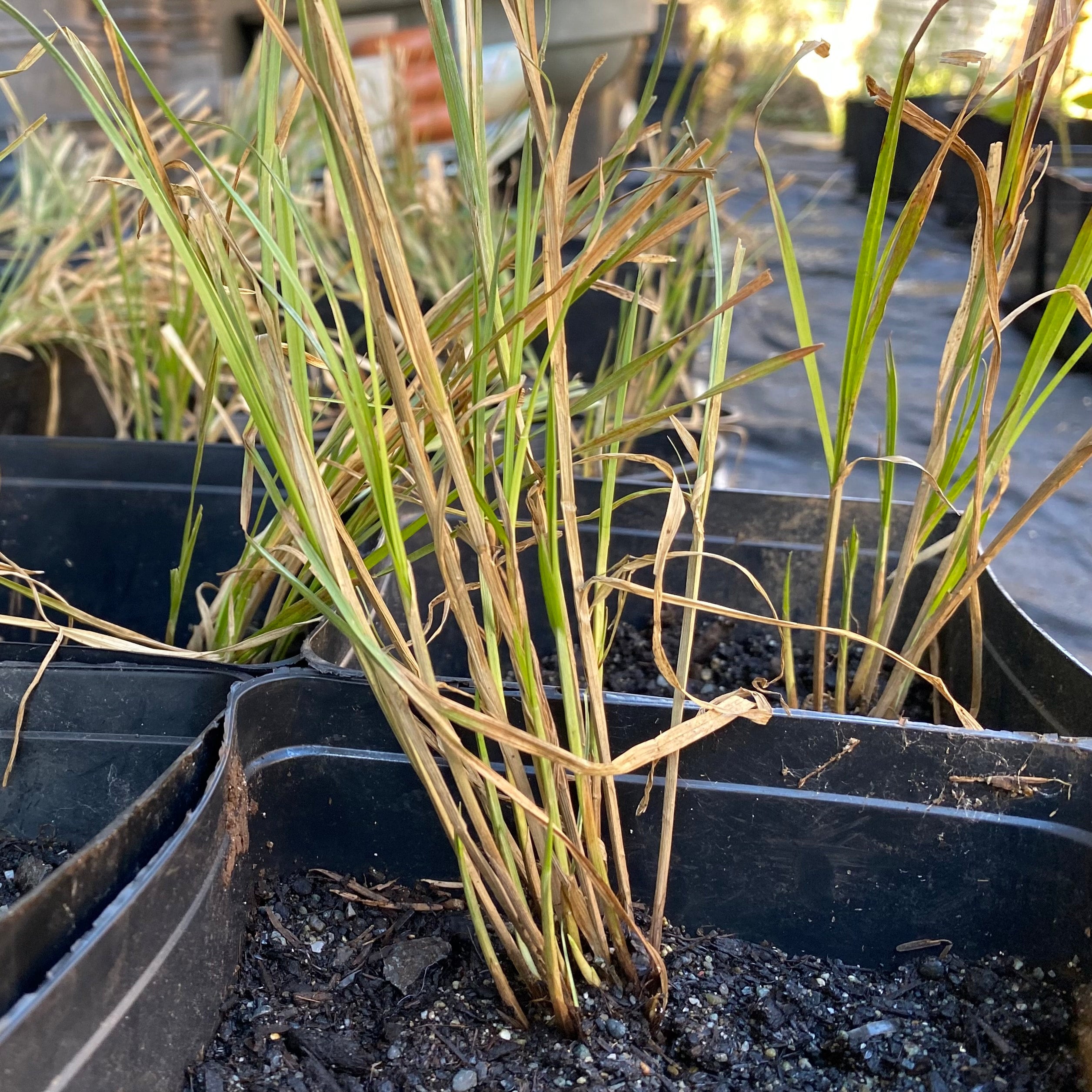Dense Sedge (Carex densa) (only sold under certain conditions ...