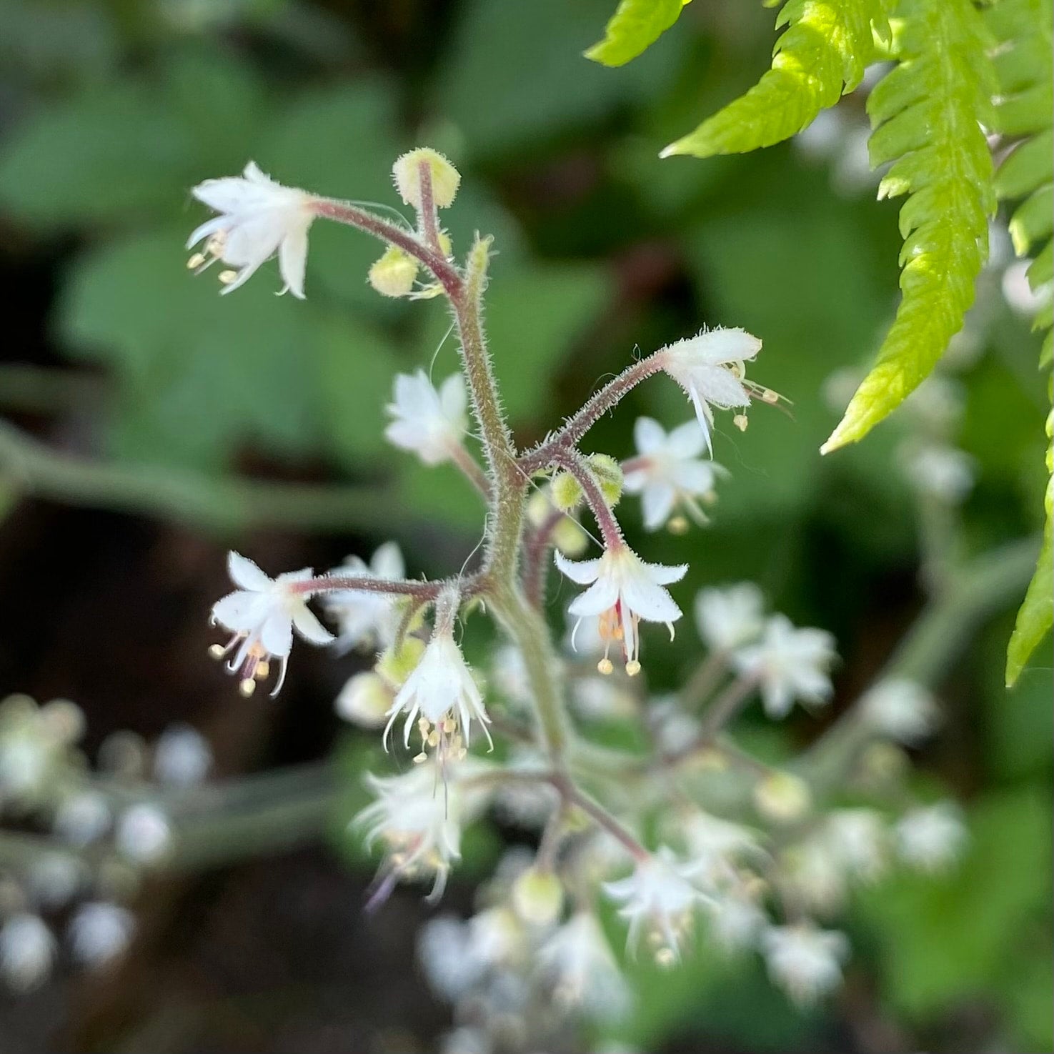 Foam Flower (Tiarella trifoliata) | Biodiversity Nursery