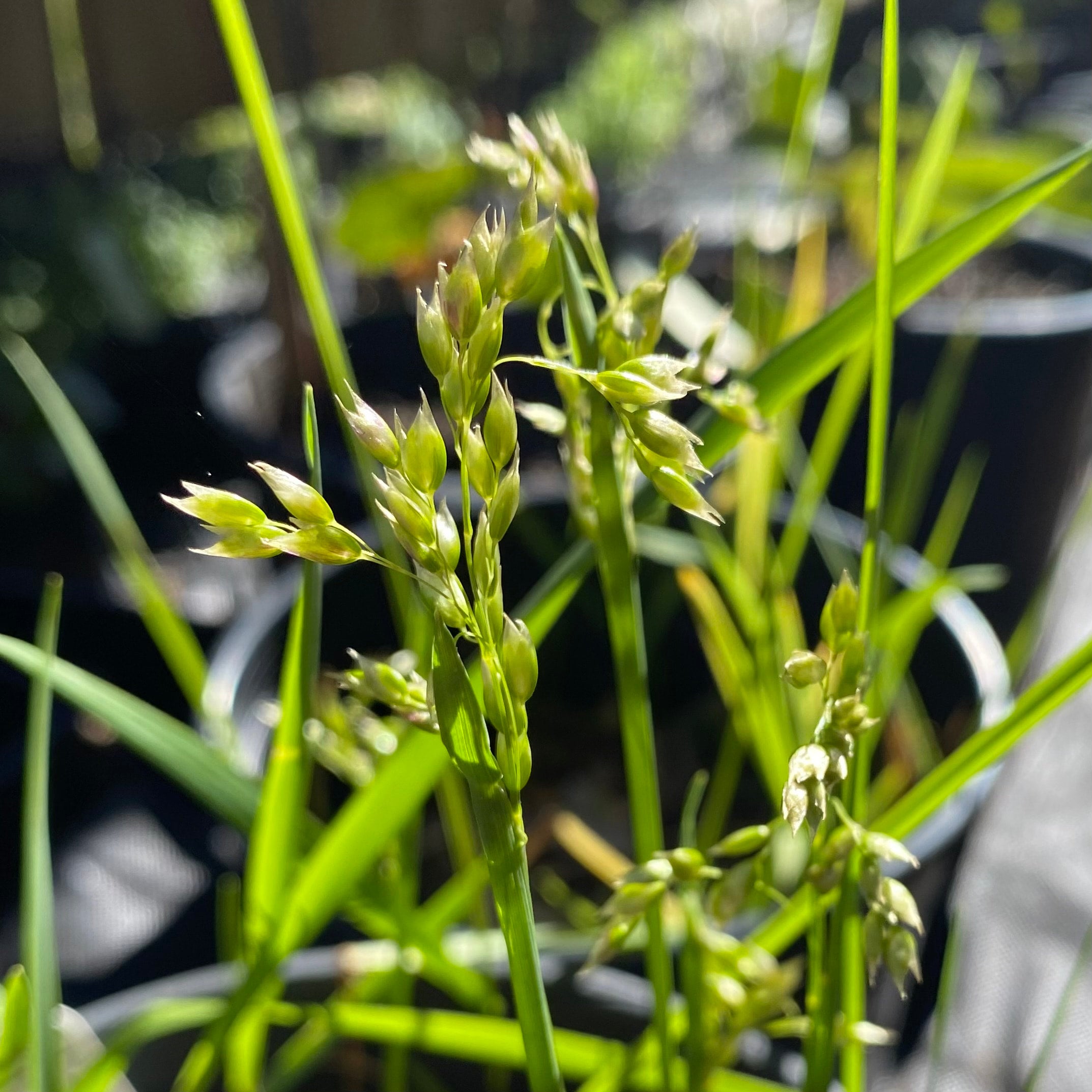 Hairy Sweetgrass (Hierochloe odorata) | Biodiversity Nursery