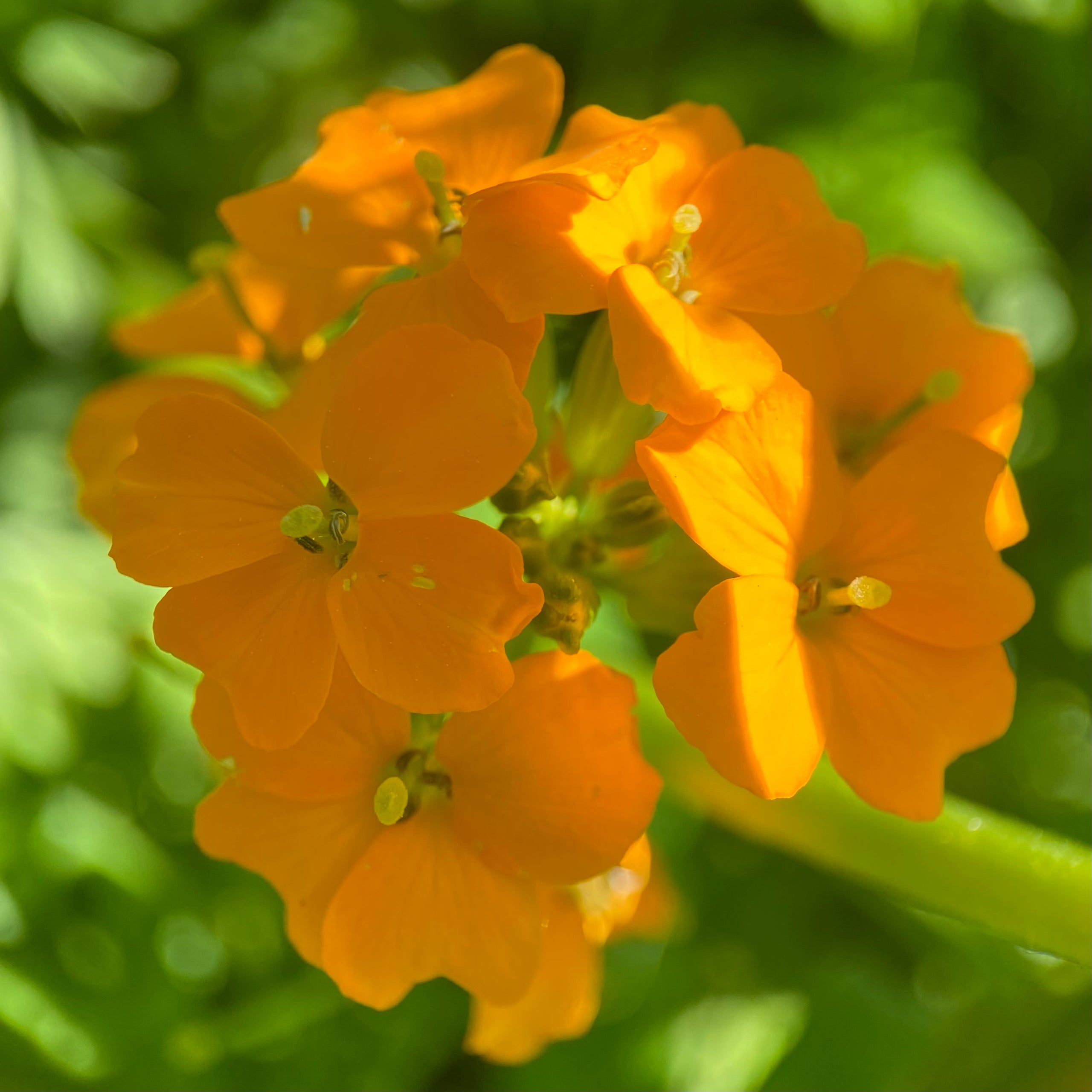 Western Wallflower (Erysimum capitatum) | Biodiversity Nursery